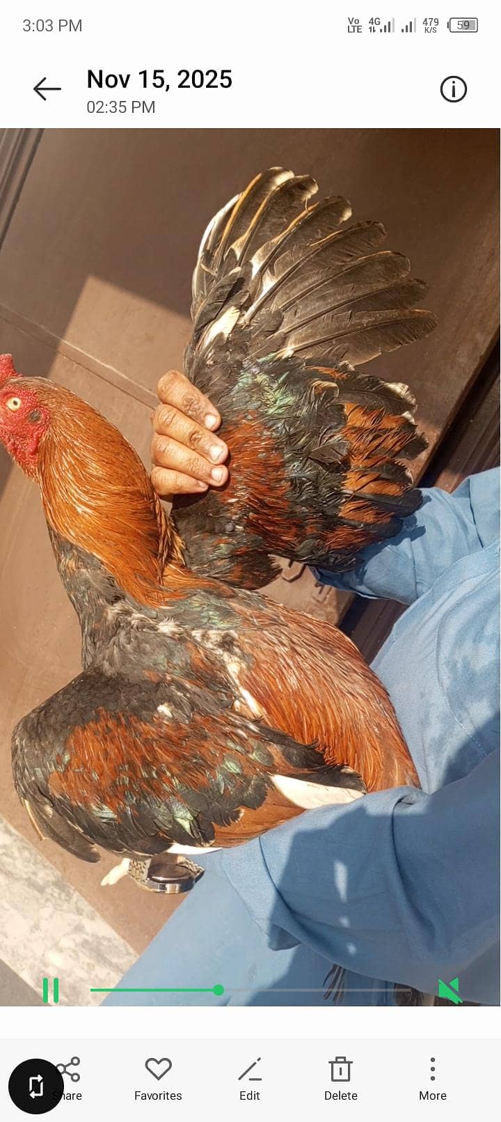 lakha mushka - Hens - 1108462114