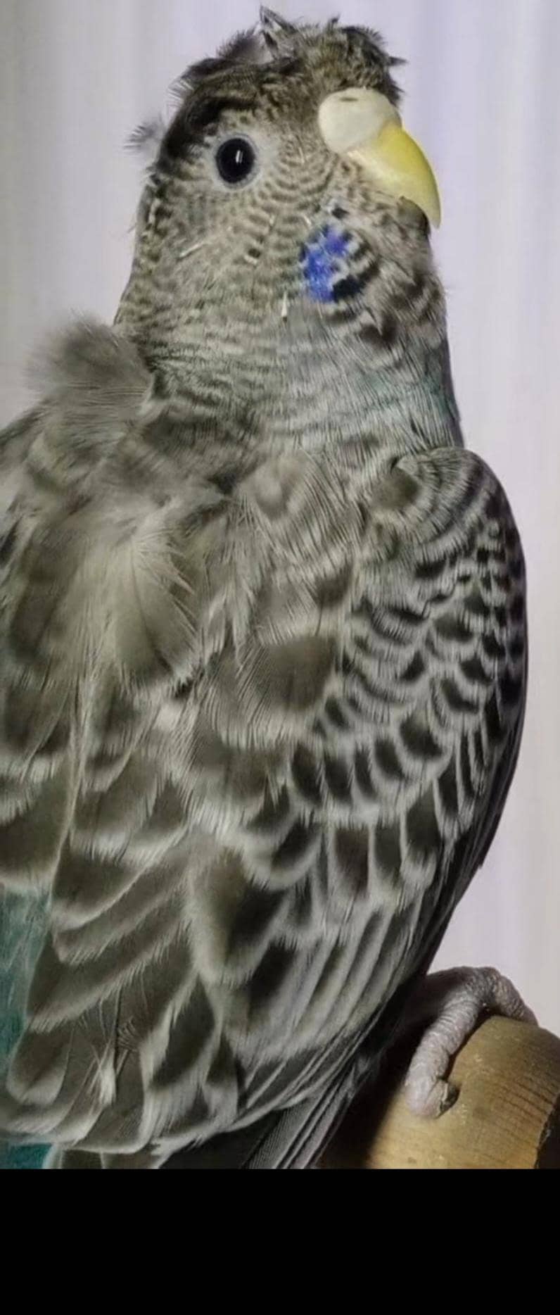 black face split hogo - Parrots - 1108464135