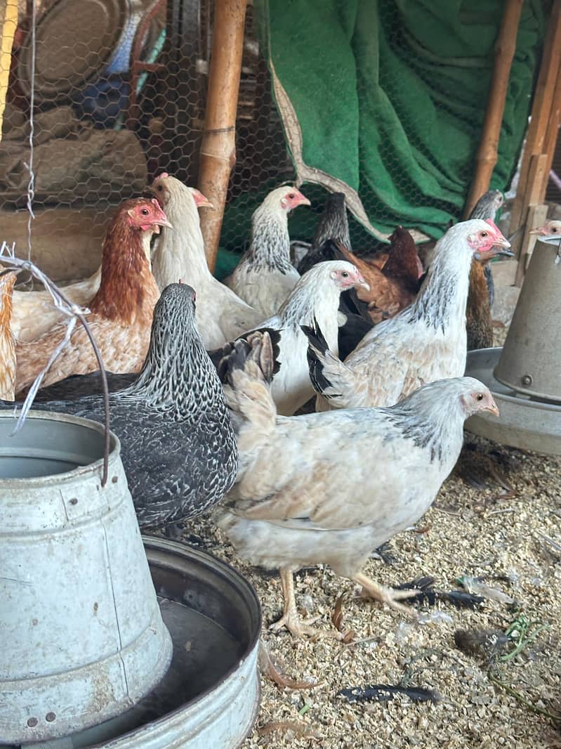 Golden Misri hens | Desi hens | Misri hens | Desi murgi - Hens - 1108265741