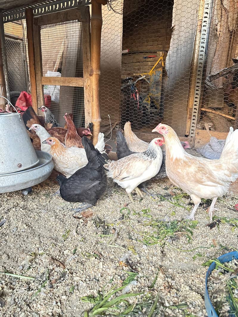 Golden Misri hens | Desi hens | Misri hens | Desi murgi - Hens - 1108265741