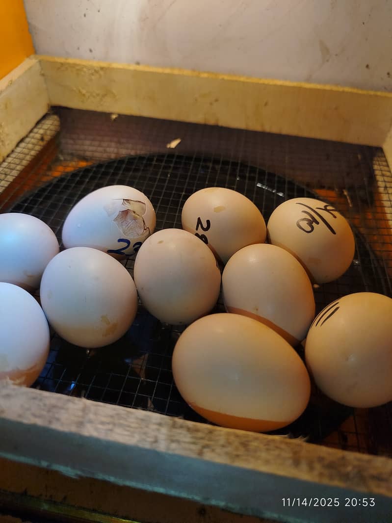 White Shamo | Shamo Egg | Hopeland Breed | German Shamo - Hens - 1099891237