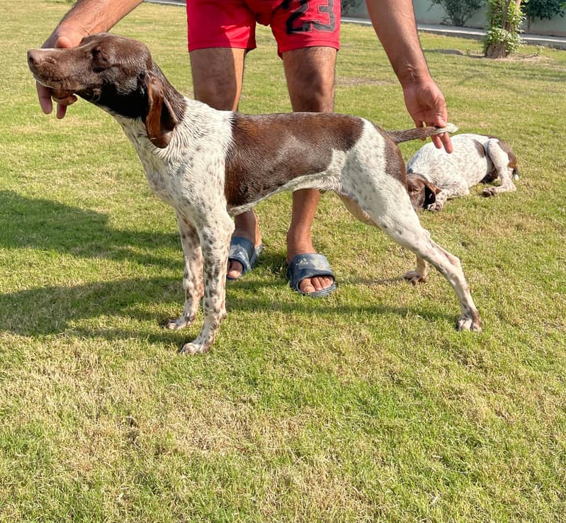 German Shorthaired Pointer male pair - Dogs - 1108471549