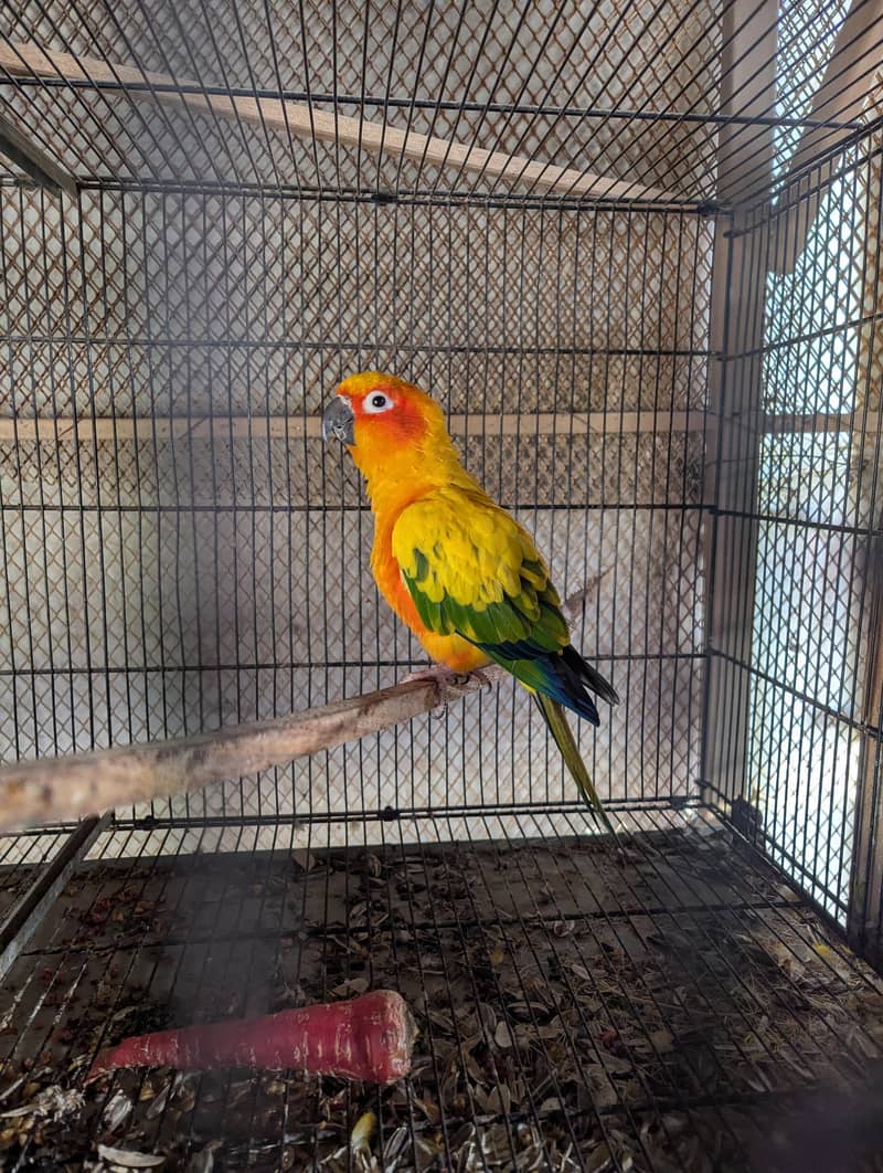 Sun Conure Male Adult - Parrots - 1108474929