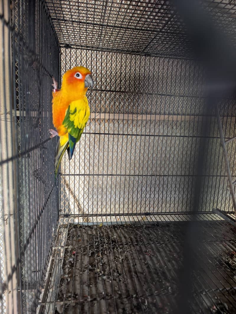 Sun Conure Male Adult - Parrots - 1108474929