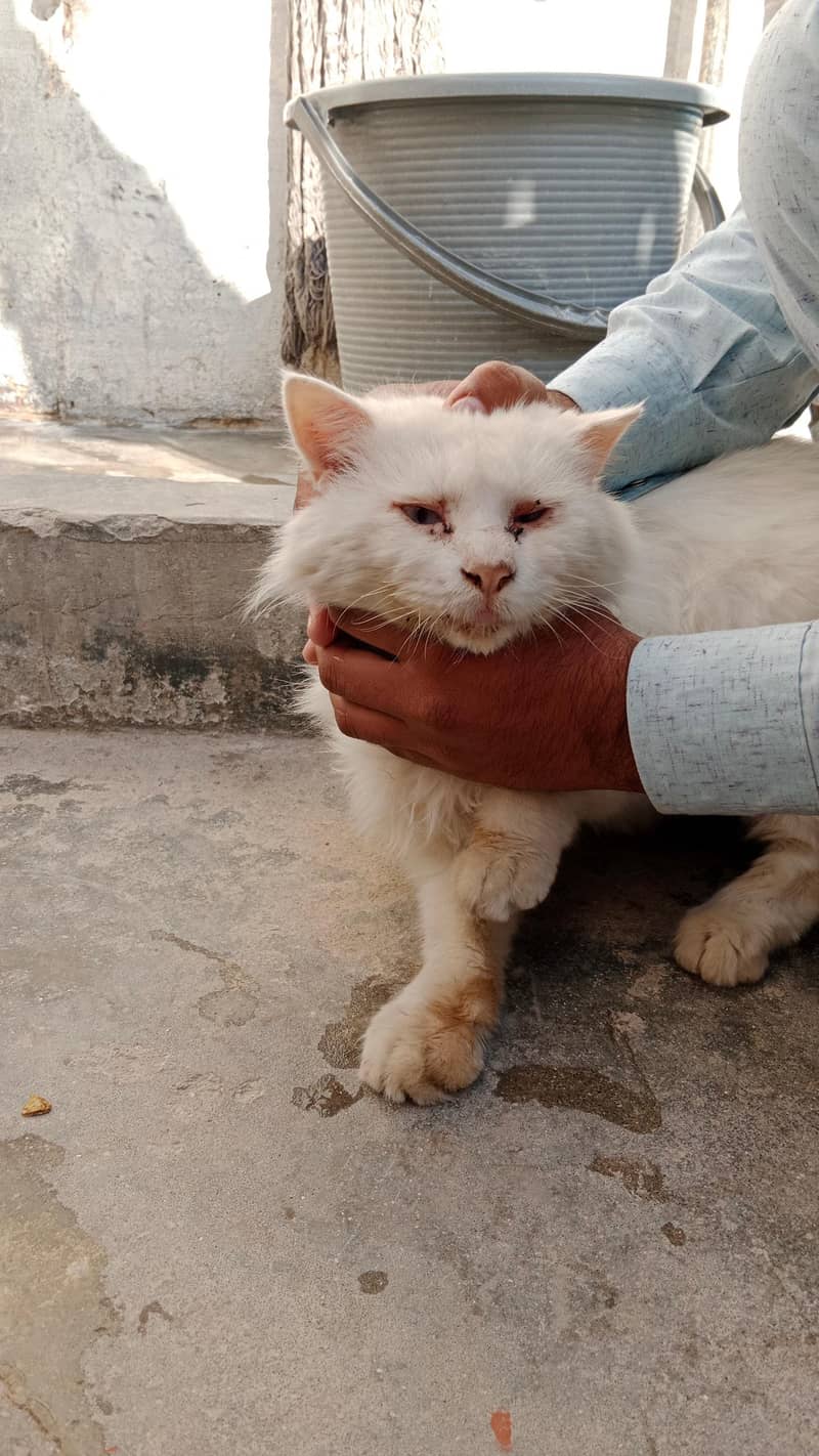 20000 - Cats - 1108475220