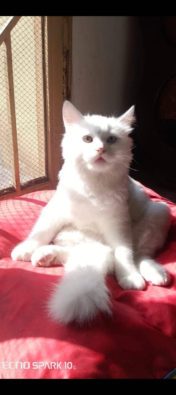 persian cat for sale. two colors eyes. tripple cot. - Cats - 1108484682