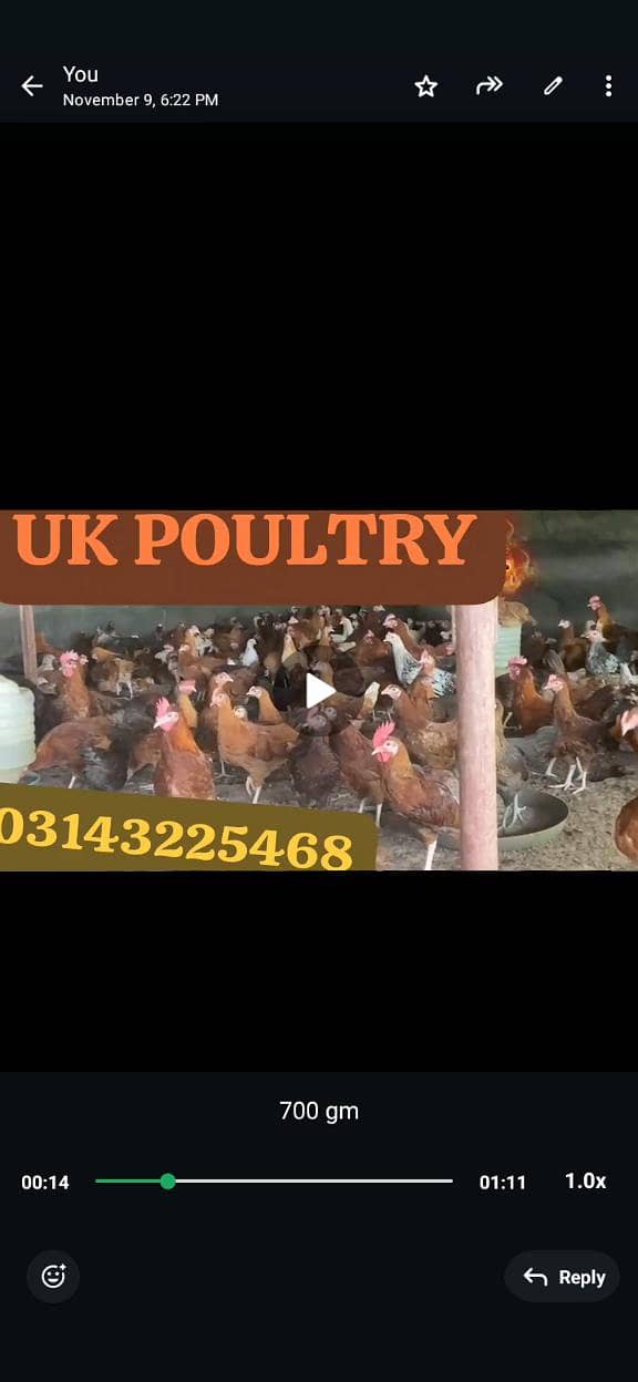 golden misri available chicks and pathe. 03143225468 - Hens - 1108489738