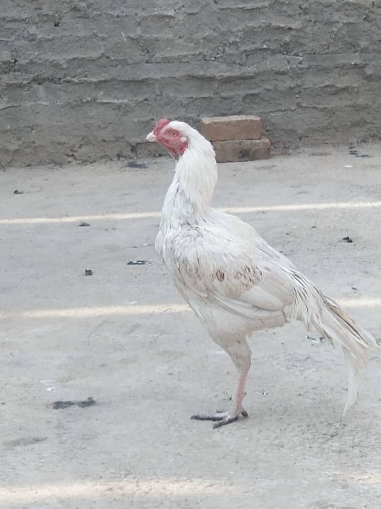 Asle Mia wali for sale - Hens - 1108489783