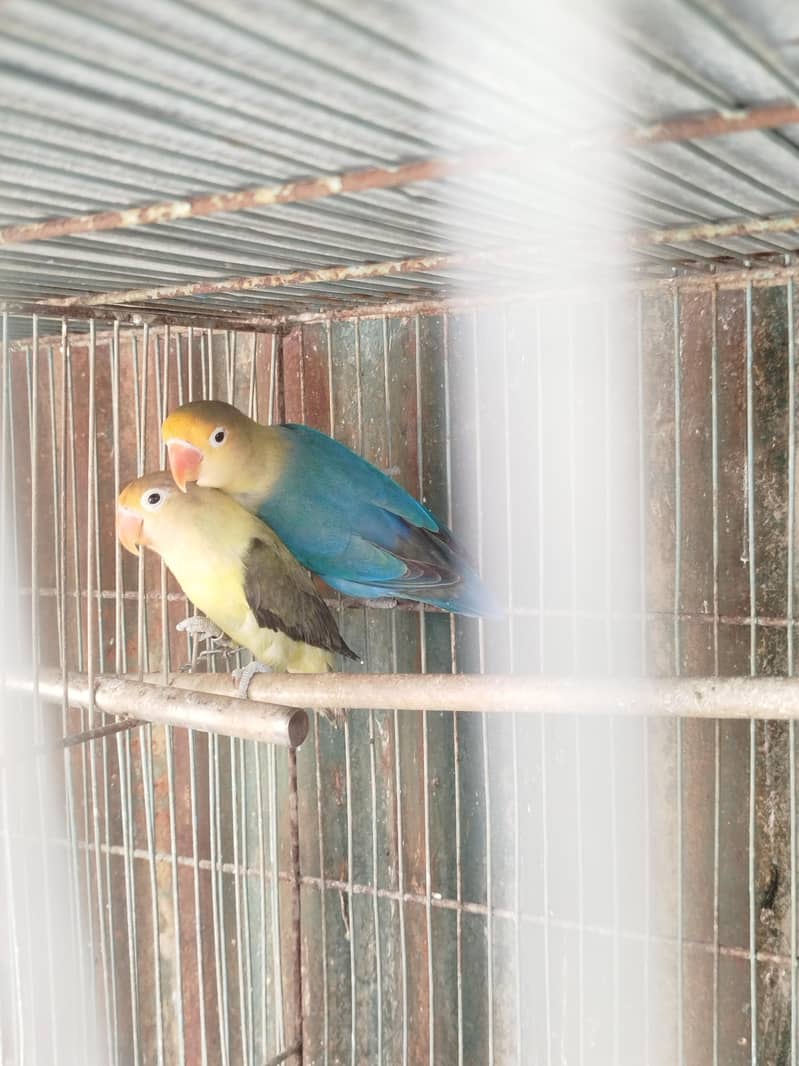 parblue split ino - Parrots - 1108489955