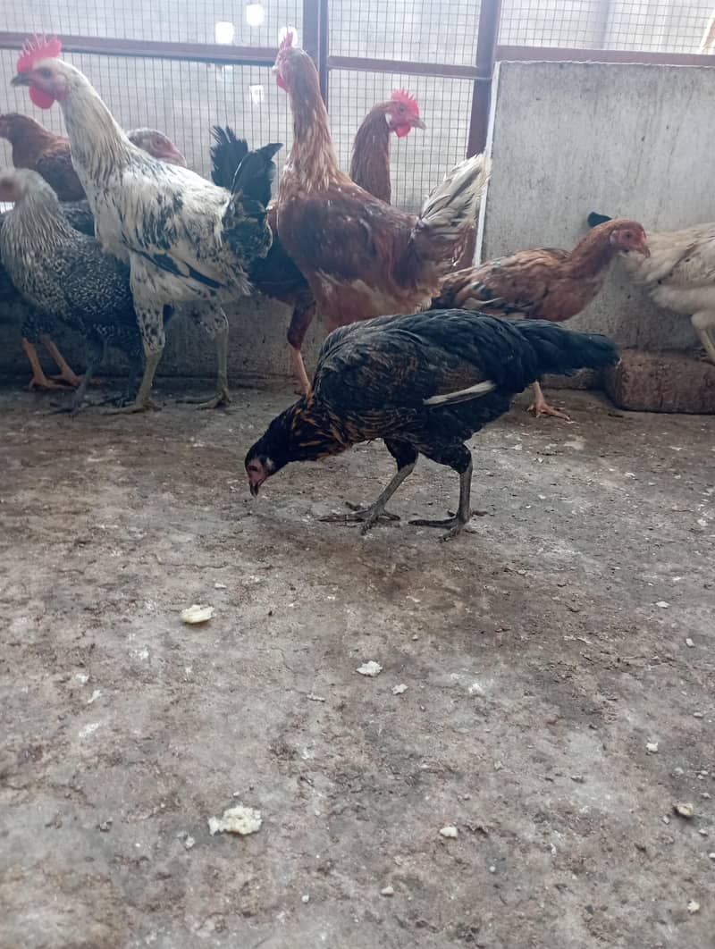 Desi and golden misri murghian for sale - Hens - 1108491945