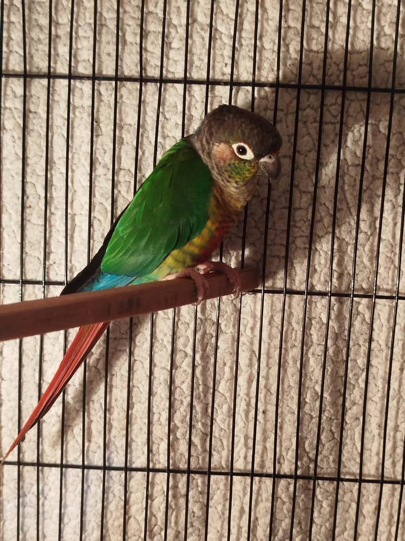 Green Cheek conure - Parrots - 1108492697
