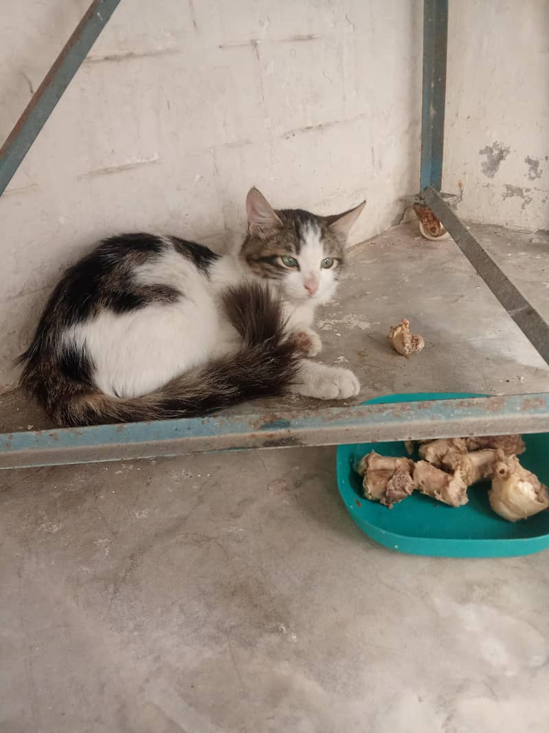 cat - Cats - 1108492772