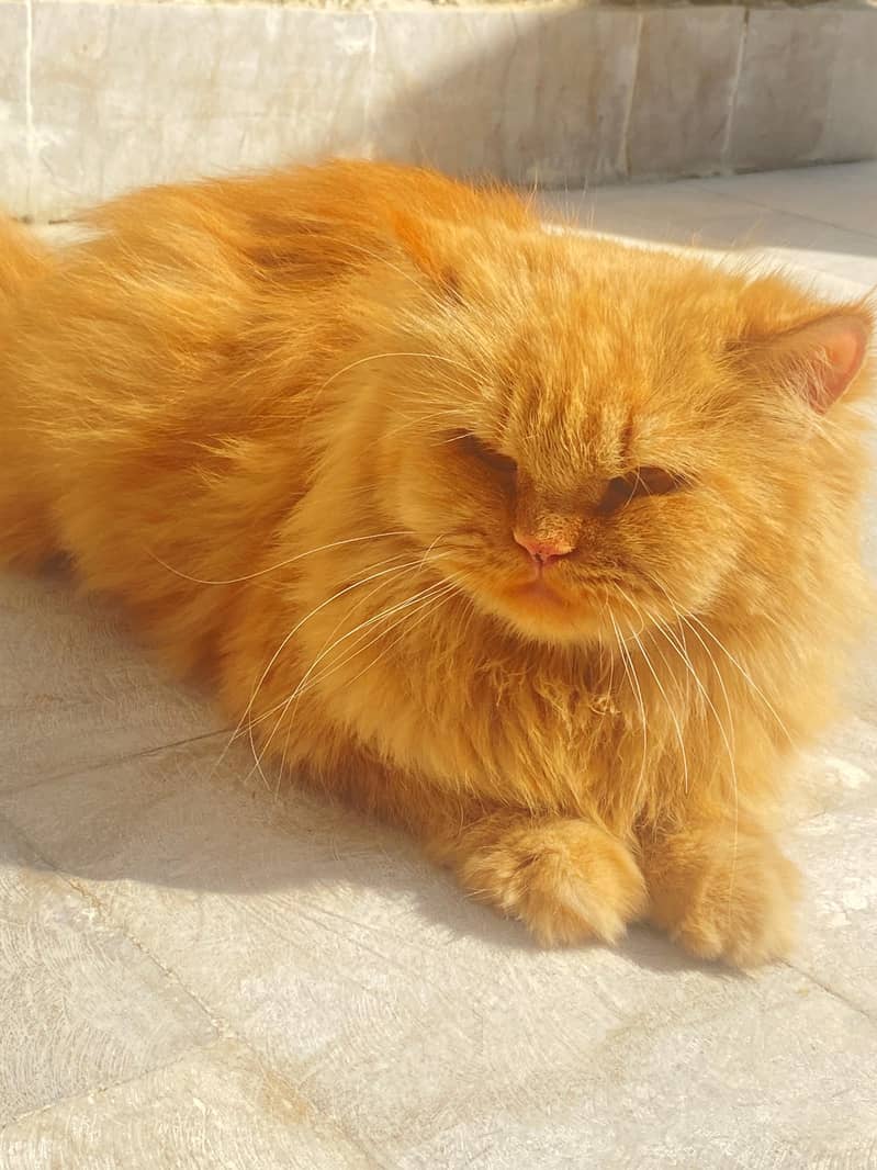 Persian cat - Cats - 1108500631