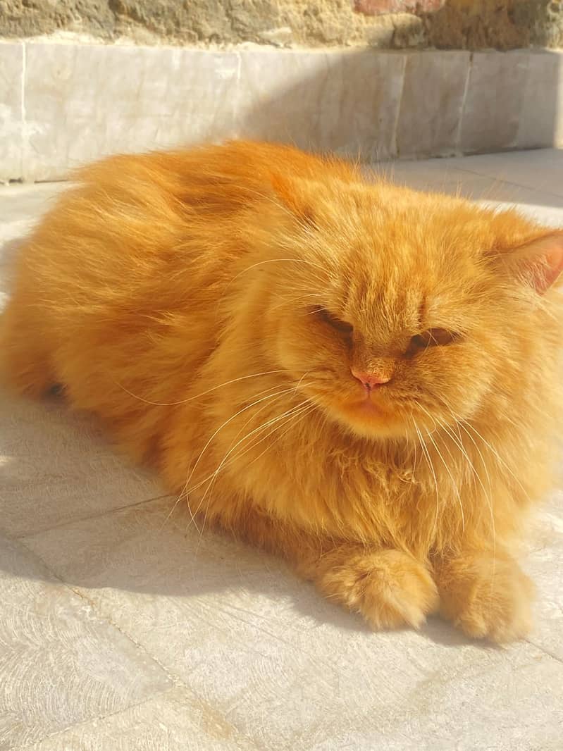 Persian cat - Cats - 1108500631