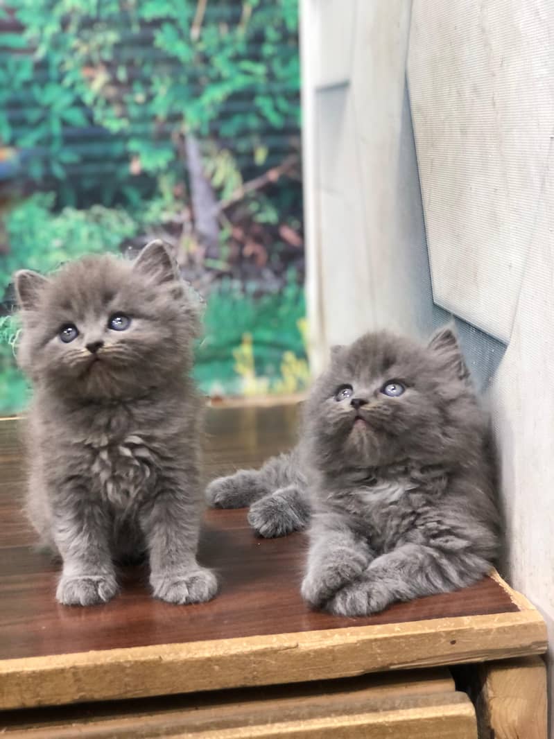 Persian Punch face triple coat cat Kitten - Cats - 1108501814