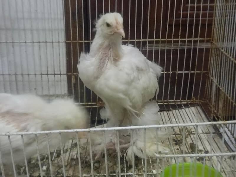 White heavy buff - Hens - 1108504822