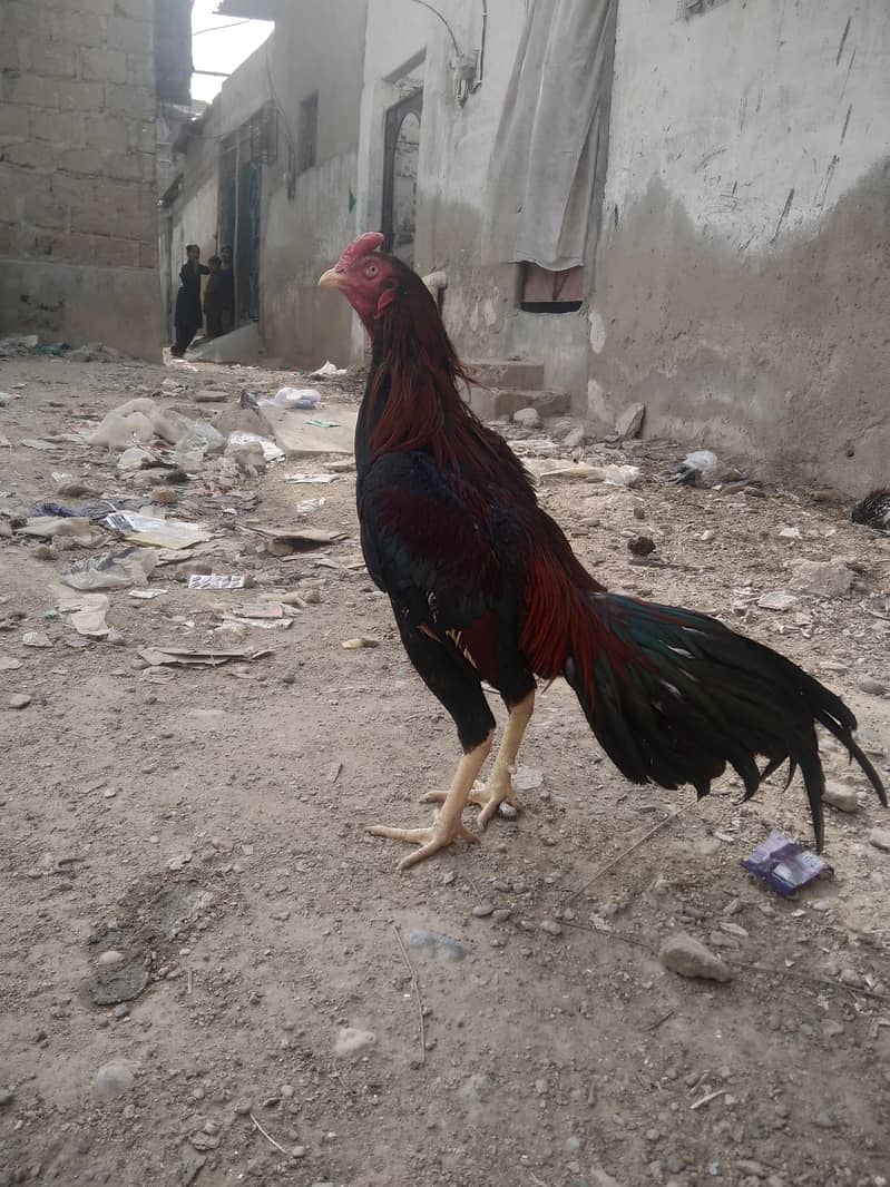 Ready full healthy meray ghar ka patha - Hens - 1108506467