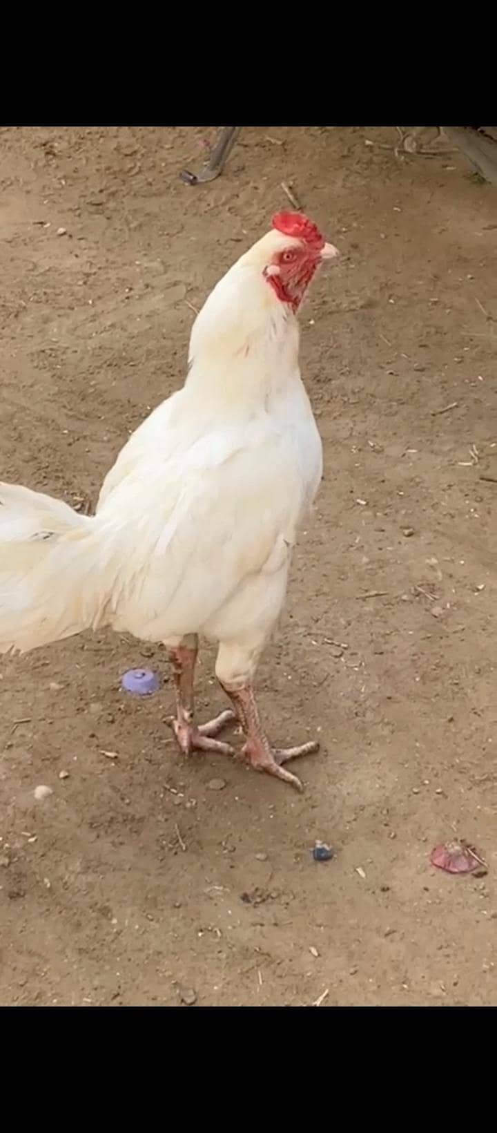 hhhhh - Hens - 1108507950