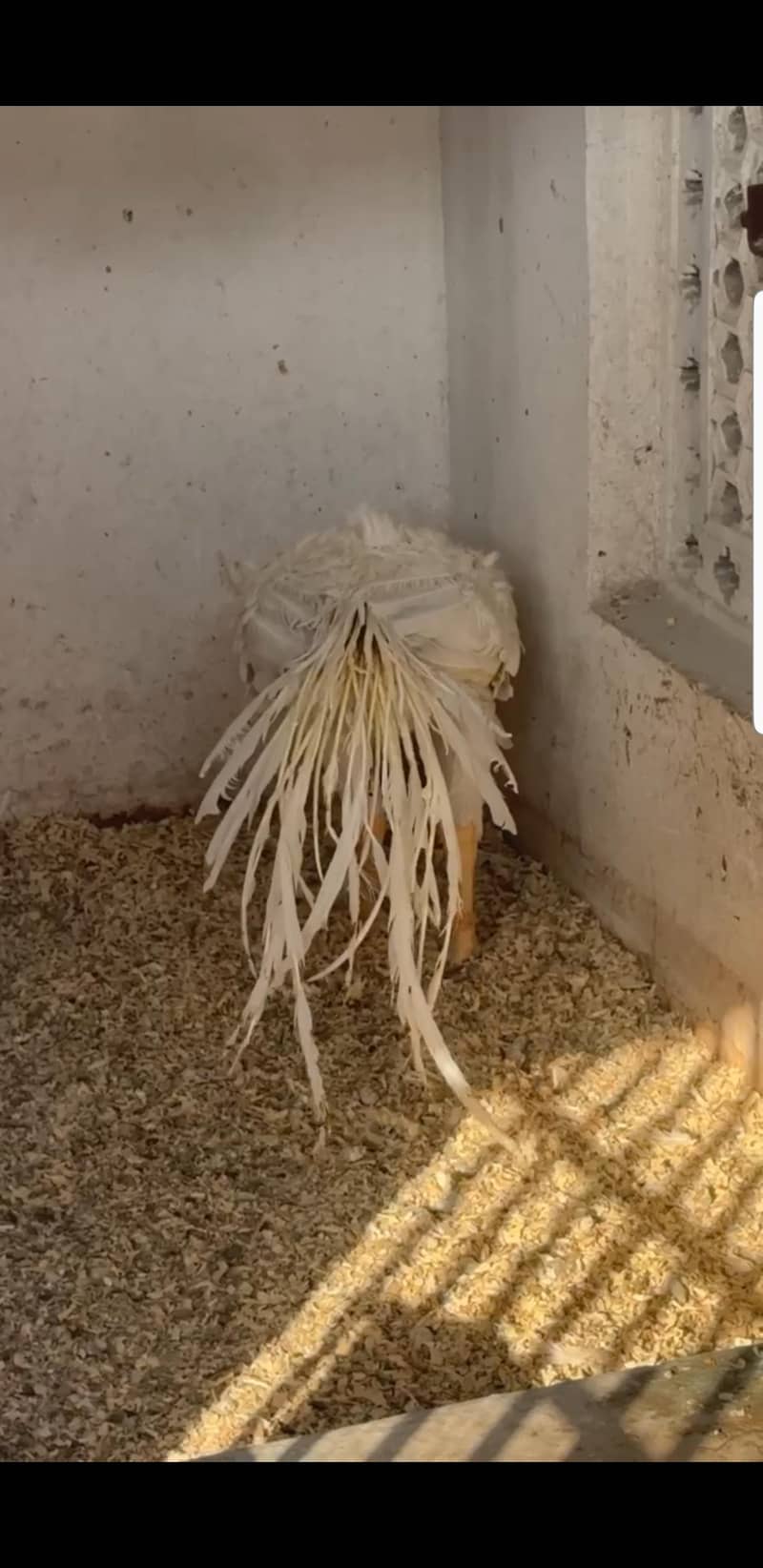 Parrot beak long tail line age imported birds - Hens - 1108510496