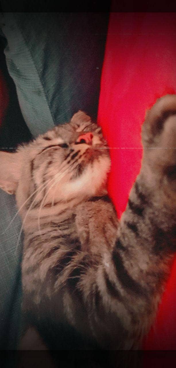 cat ( bella) - Cats - 1108512773