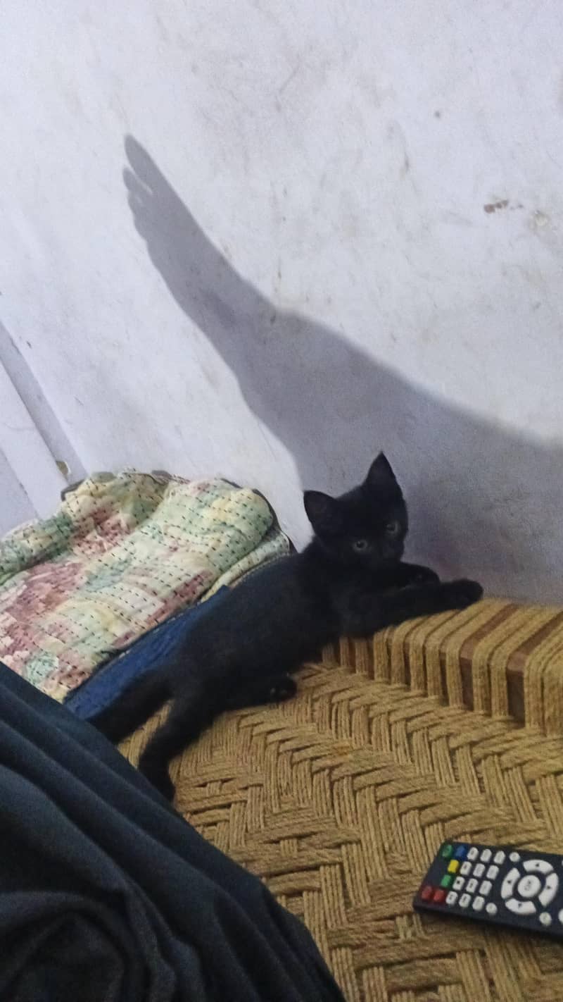 Trend cat hai bilkul cute - Cats - 1108514219