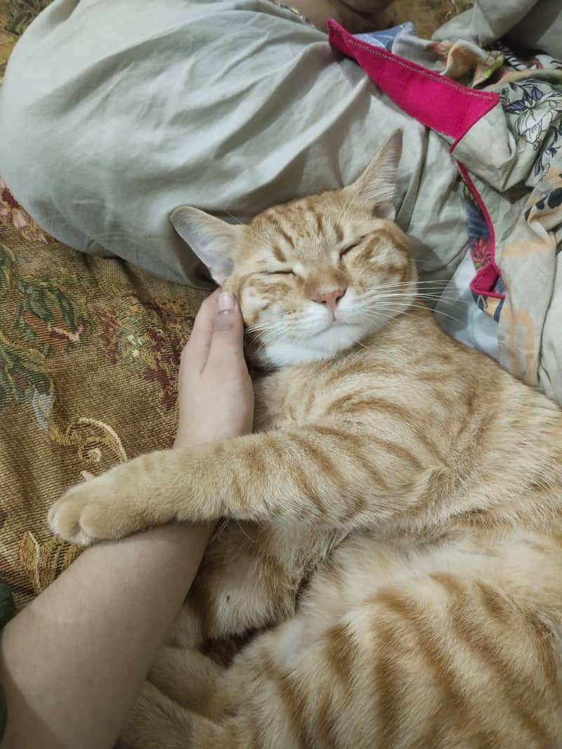 Tabby Cat - Cats - 1108515743