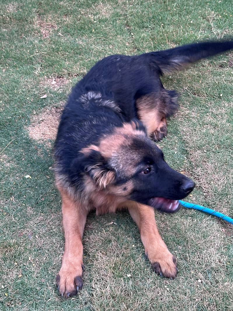 German shephered / long coated german shepherd female puppy for sale ...