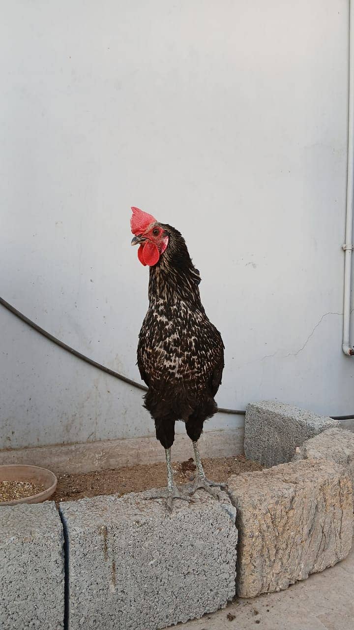Misri Male for Sale Rs. 2100 - Hens - 1108520570