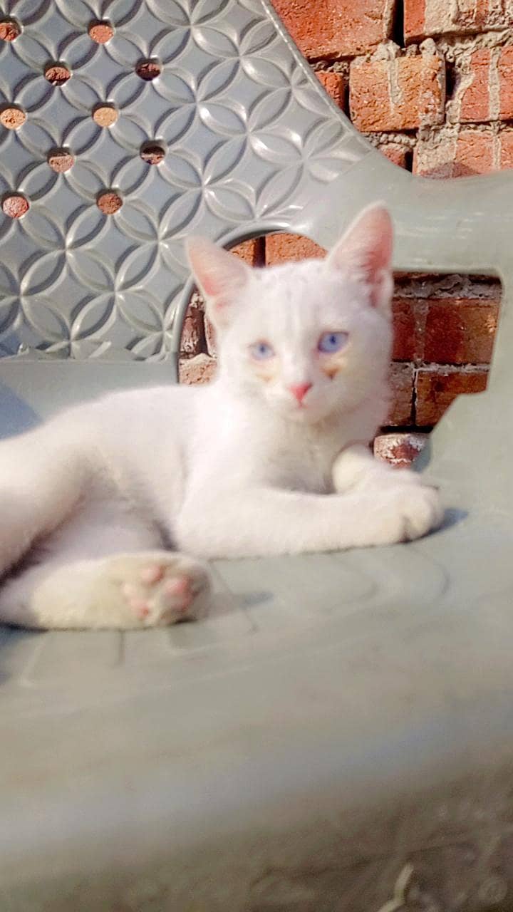 White cat - Cats - 1108521311