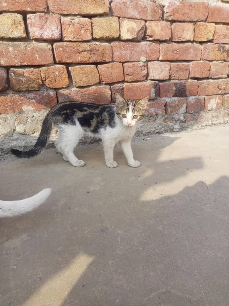 White cat - Cats - 1108521311