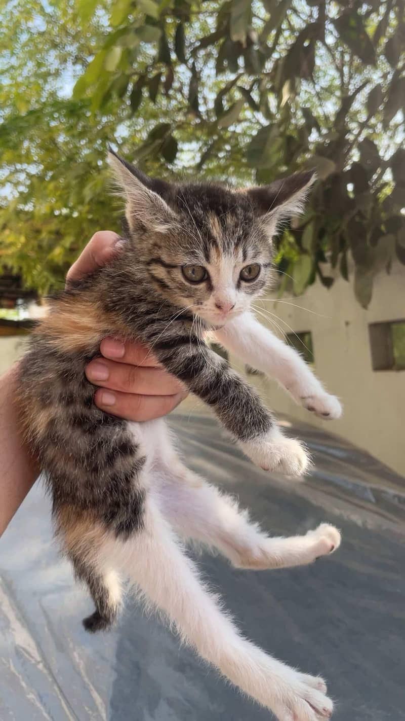 Pure Persion kitten, 7 weeks old,no injuries or any disease - Cats ...