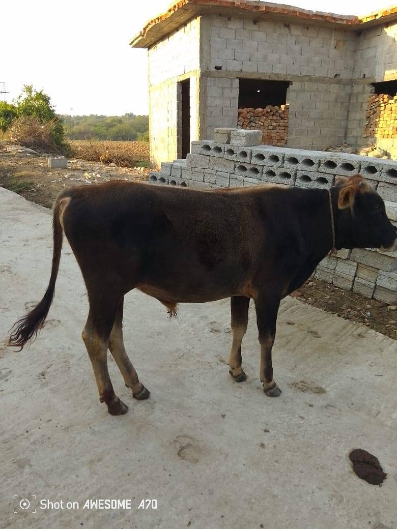 wacha - Bulls - 1108533520