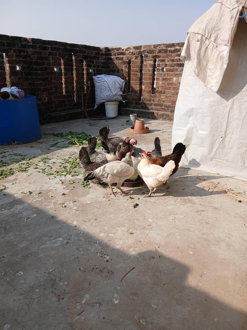 misri hens - Hens - 1108540559