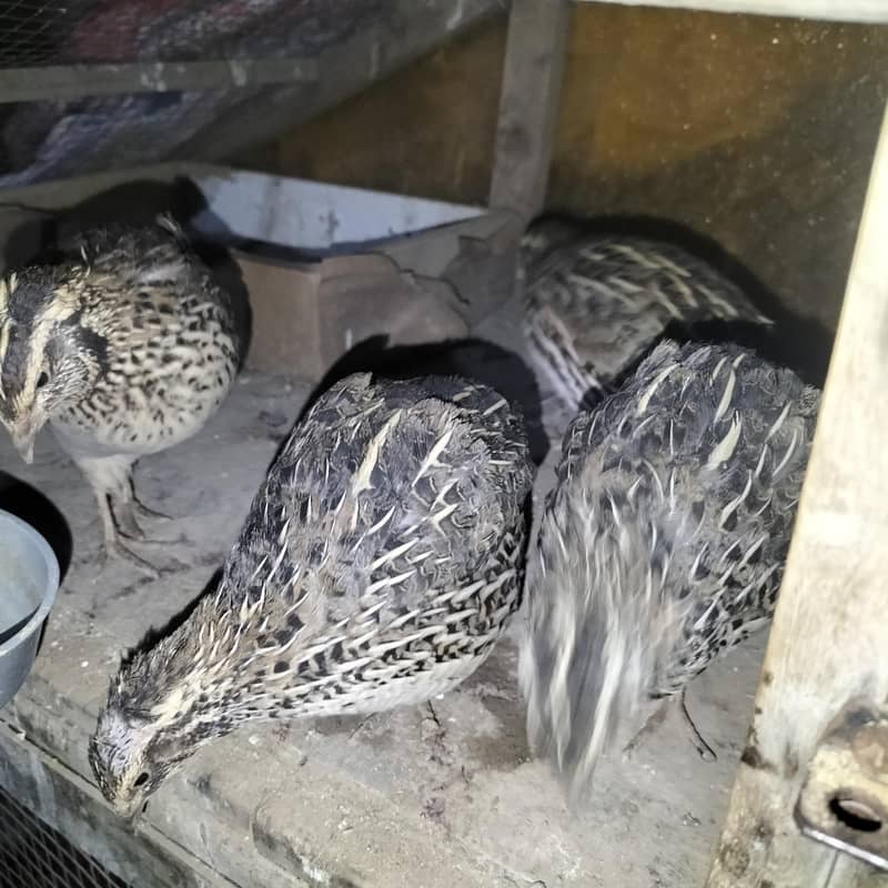 Btair eggs, Fresh and Fertil eggs. - Fertile Eggs - 1108542549