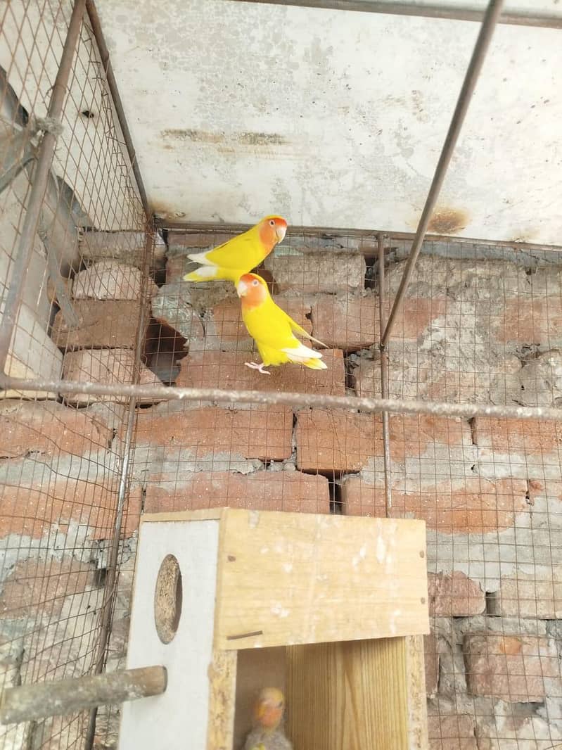 Fisher breed wala jora - Parrots - 1108544216