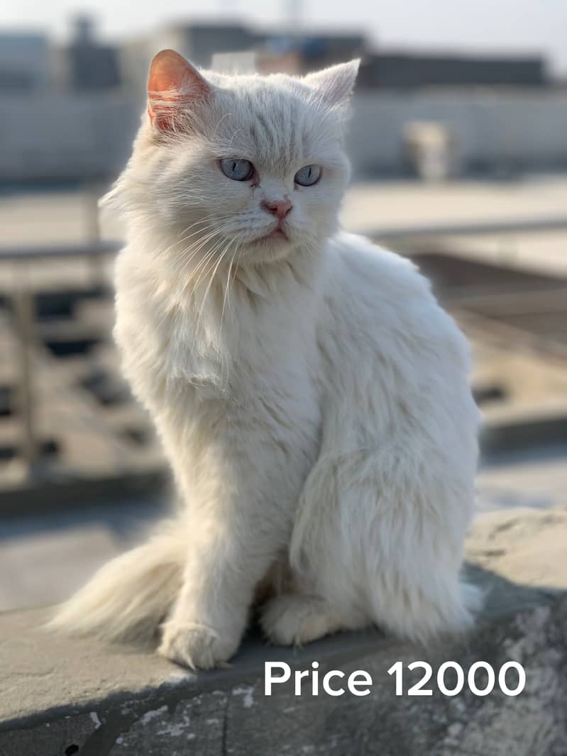Persion cats | tripple coated beautifully male & females - Cats ...