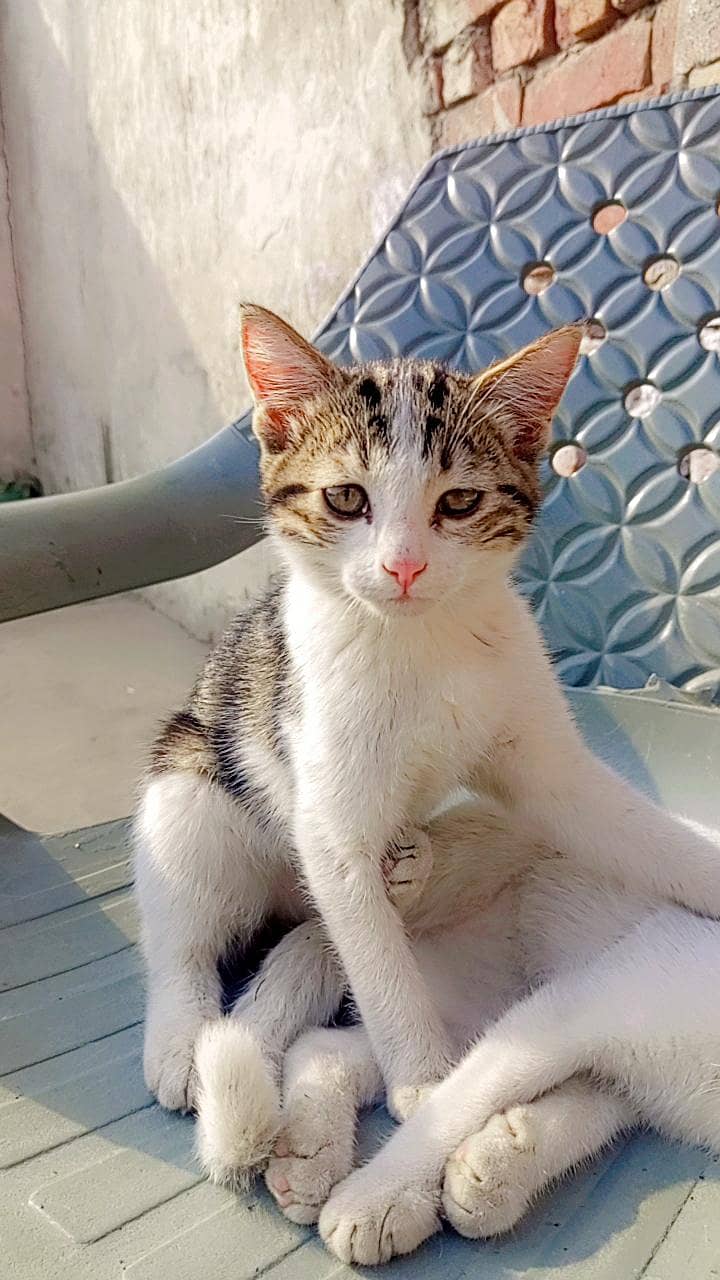 White Cats - Cats - 1108549695