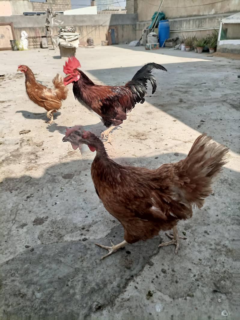 GOLDEN MISRI ABD DESI BREEDER MURGHAY - Hens - 1108554131