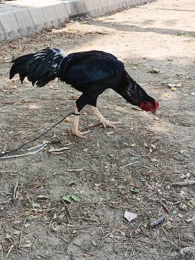 Lasani moshka - Hens - 1108554316