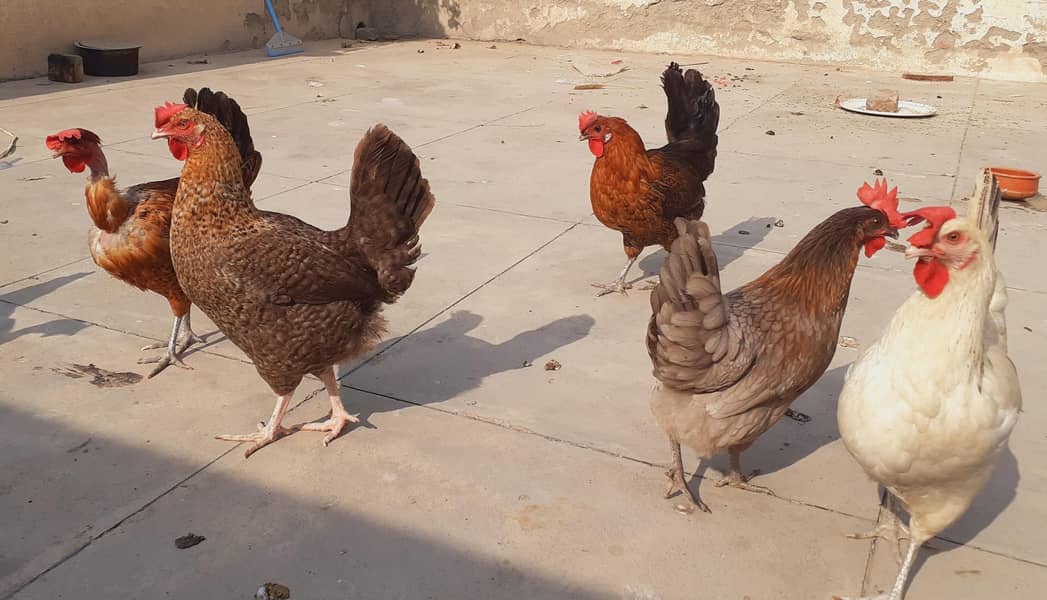 Golden Misri Hens گولڈن مصری مرغیاں - Hens - 1108555944