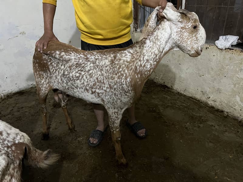 Pure Makhi cheeni bkri up for sale - Goats - 1108560009