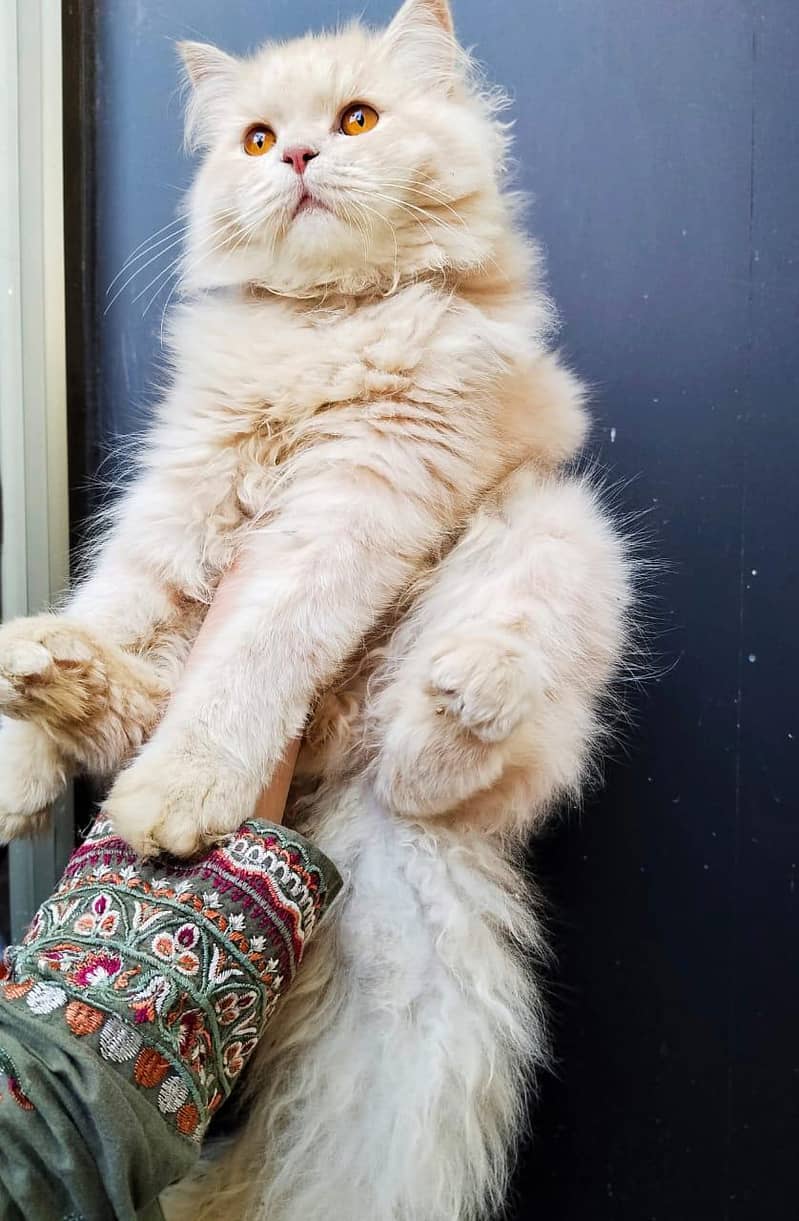 Beige Color Persian Male Cat - Cats - 1108560621