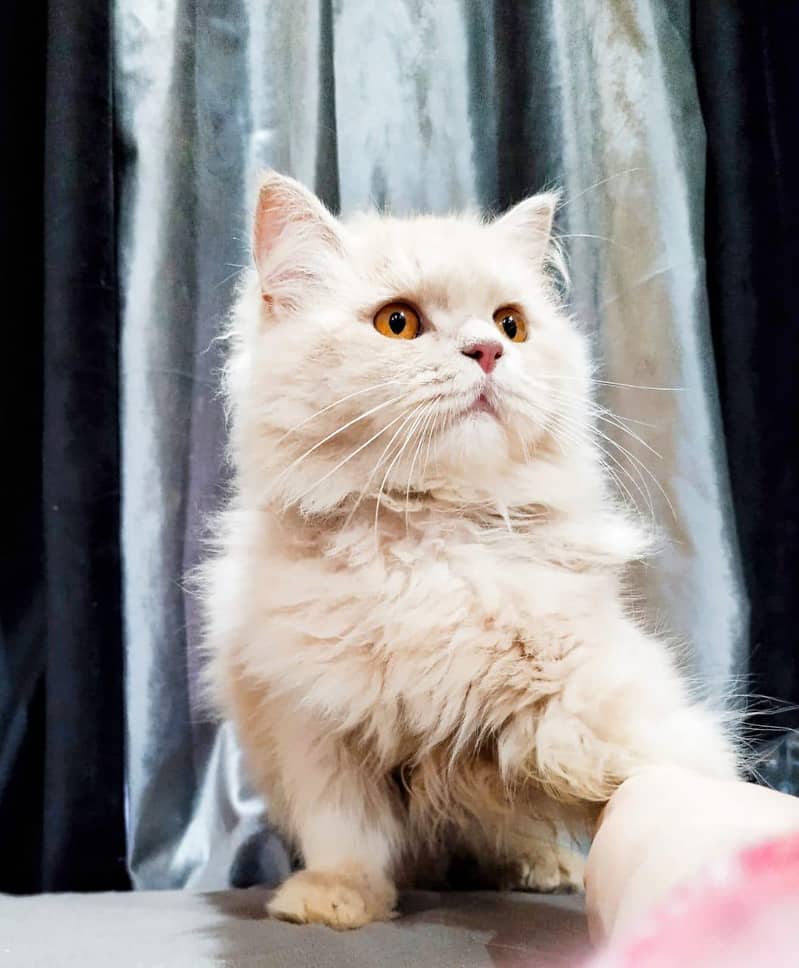 Beige Color Persian Male Cat - Cats - 1108560621