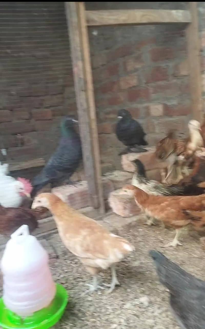 Golden Misri Chicks | 90 se 100 Days Old | For Sale۔ - Hens - 1106696421