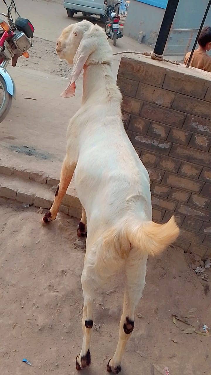 Pure rajanpuri goat | Breeder female |Gulabi breeder bakra | bakri ...
