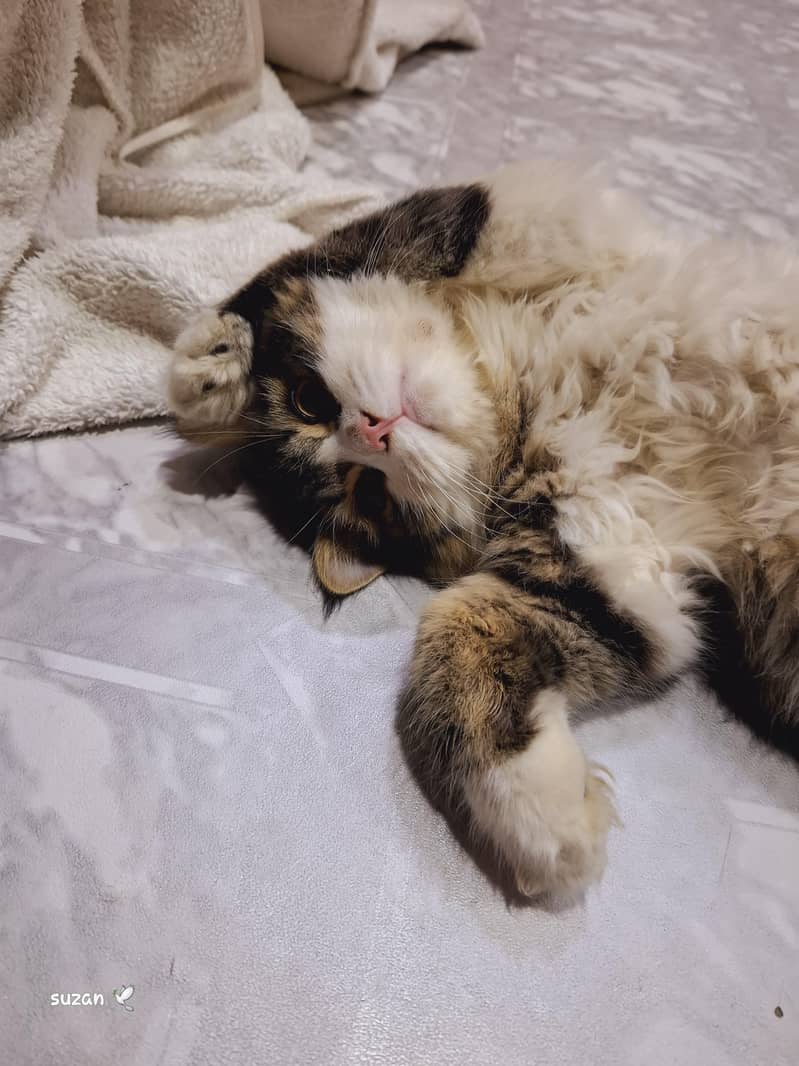 persian Cat double cot - Cats - 1108562425