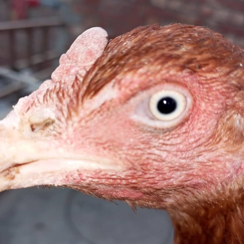 2 Aseel Murgi Lasani - Hens - 1108563400