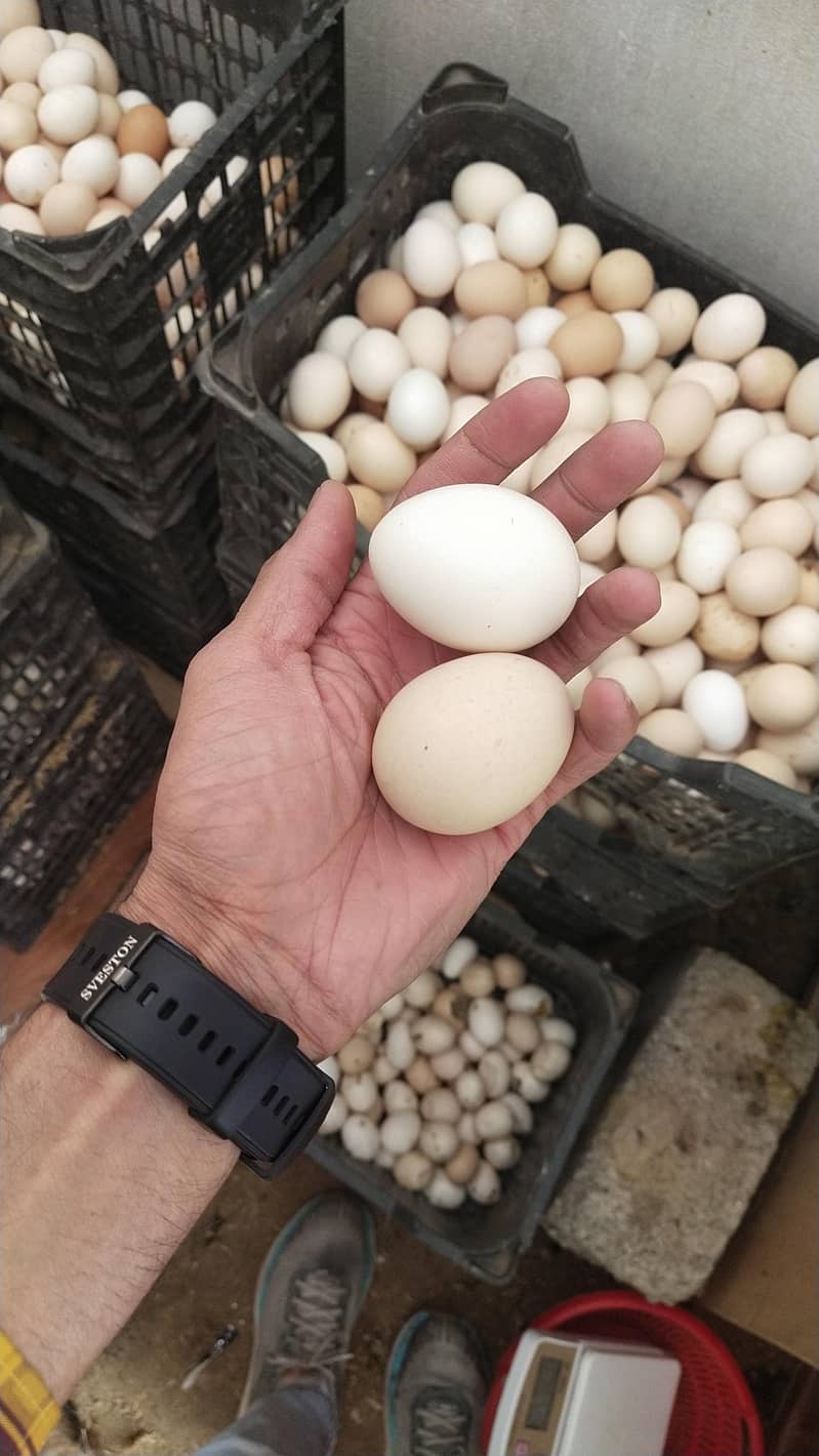 Eggs | Desi Eggs | دیسی انڈے | Organic Eggs / Fresh Desi Eggs - Fertile ...