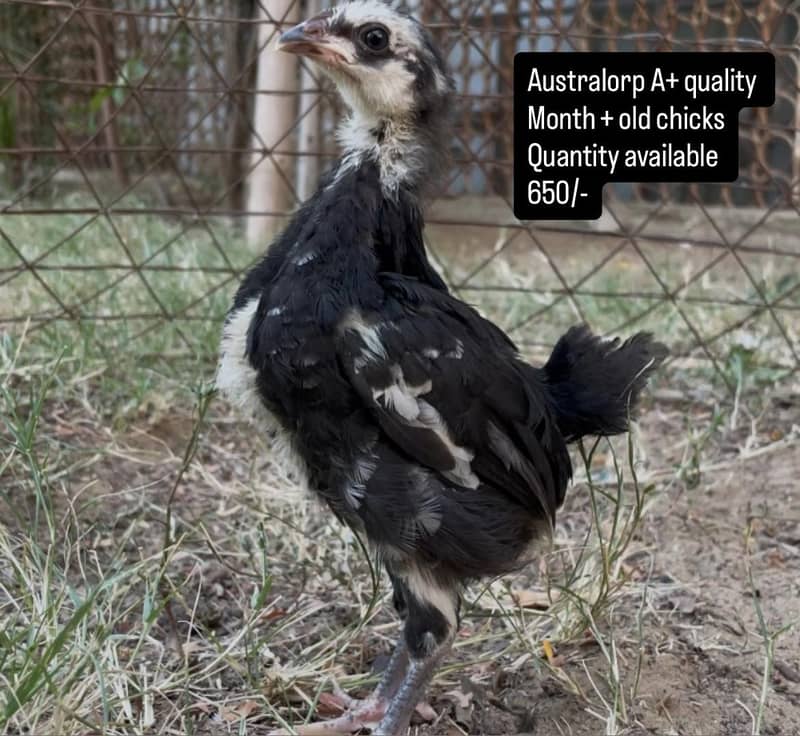 Australorp and RIR A+ quality chicks - Hens - 1108580283