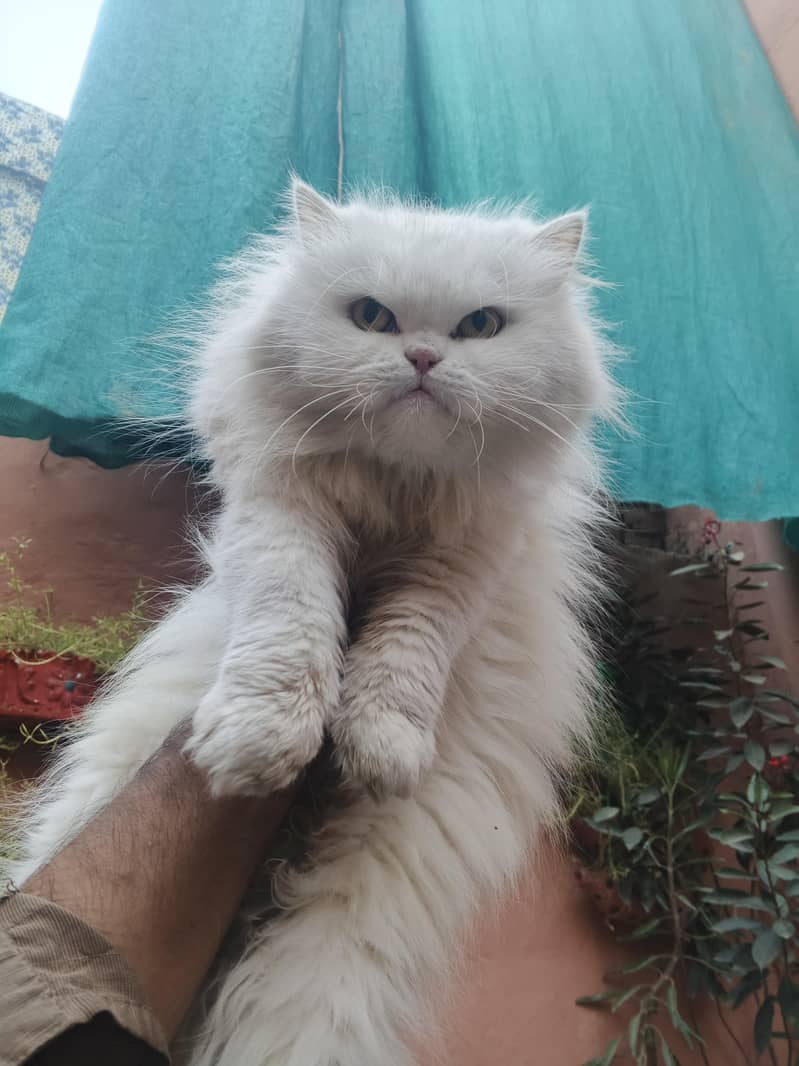piki face/punch face/triple coat Persian cats - Cats - 1108581792